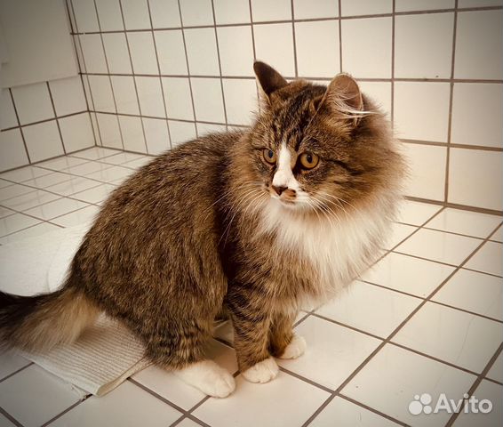 Мелкое Чучело-мяучило