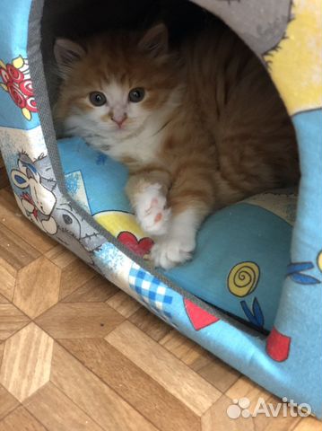 Котенок