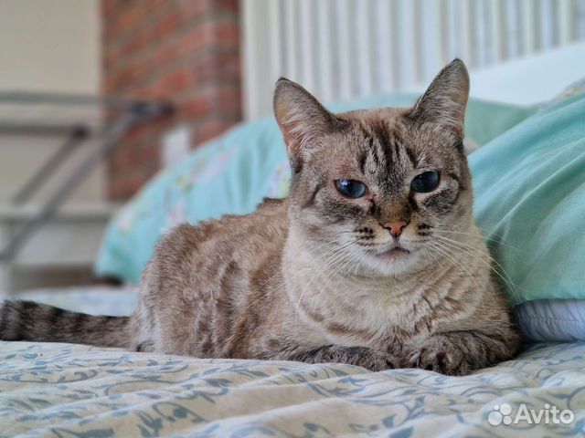 Особенная кошка ищет надёжную хозяйку. В Квартиру