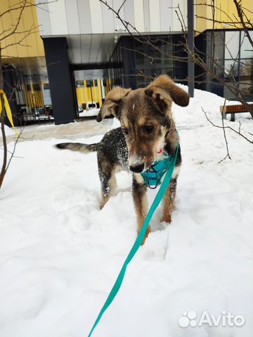 Щенок Крис 5 мес.некрупный