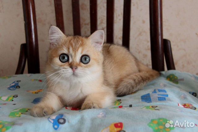 Золотистый затушёванный британец