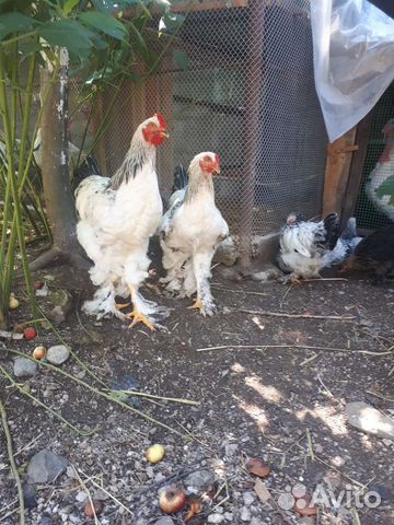Куры петухи