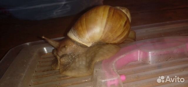 Отдам Улитку Ахатины вместе с контейнером
