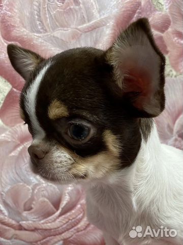 Акварелька- чудная девочка чихуахуа