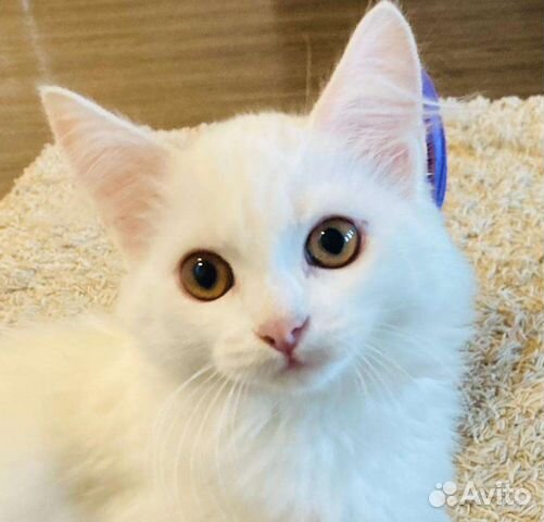 Котята турецкой ангоры