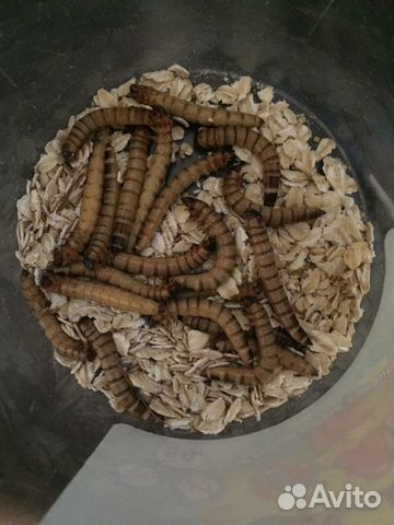 Зоофобас (жив/морозка)