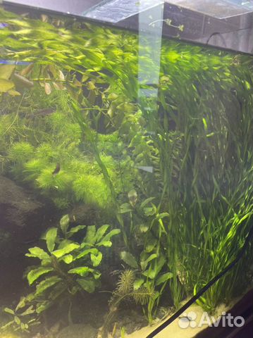 Аквариумное растение валлиснерия перистолистник