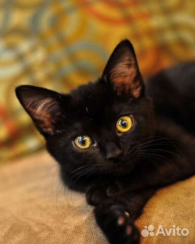 Котенок в добрые руки