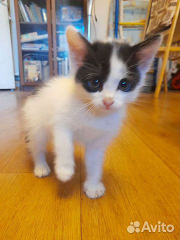 Котёнок по кличке Марсик в добрые руки