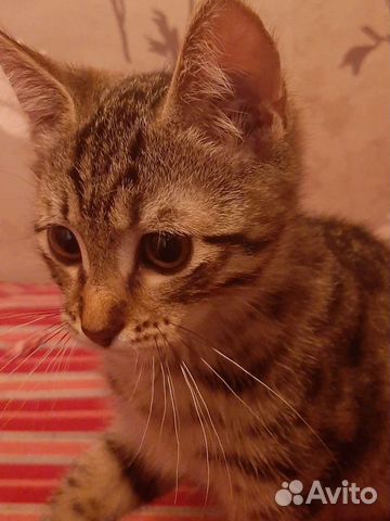 Котёнок 3 мес в добрые руки