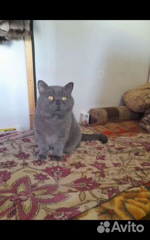 Британский кот бесплатно