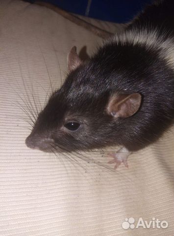 Крысенок бесплатно