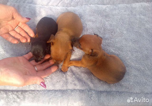 Шенки Цверг пинчер