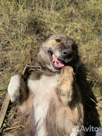 Собаке очень нужна семья