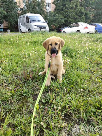 Бурят-монгольский волкодав (Хотошо)