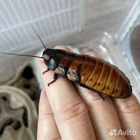 Мадагаскарские шипящие тараканы