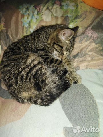 Котенок