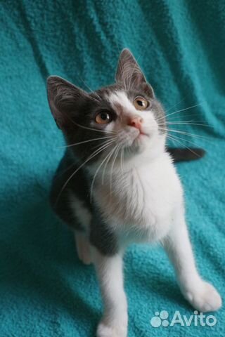 Котенок с моторчиком
