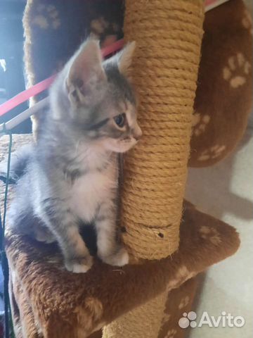 Отдам катенка