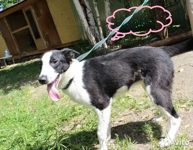 Бэти небольшая симпотяшка