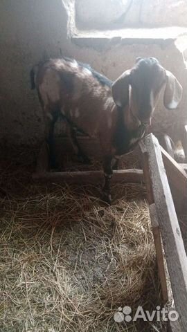 Коза нубийская