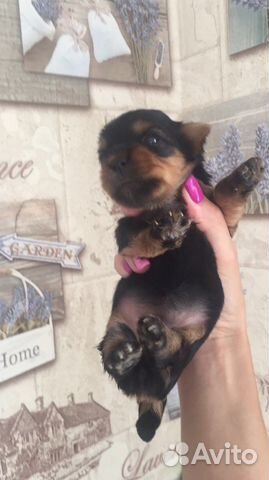 Малышули йоркишули