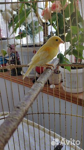 Кенара и канарейки