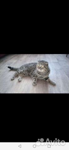 Шикарный британец