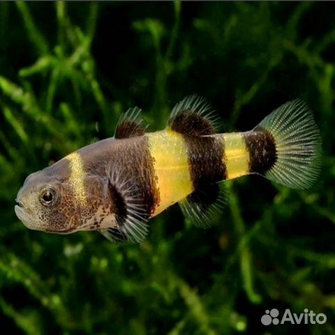 Рыбки Бычок пчёлка 2см