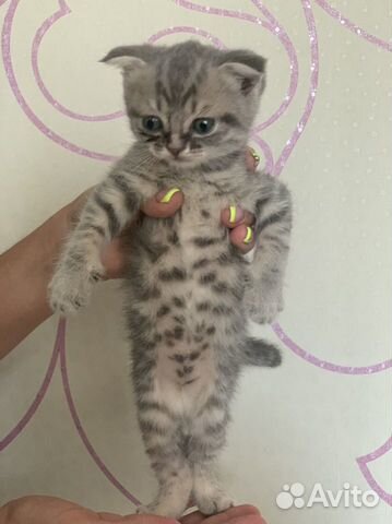 Шотландская вислоухая кошка