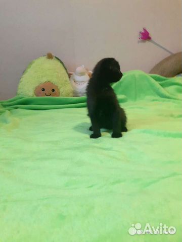 Шотландский вислоухий черный кот