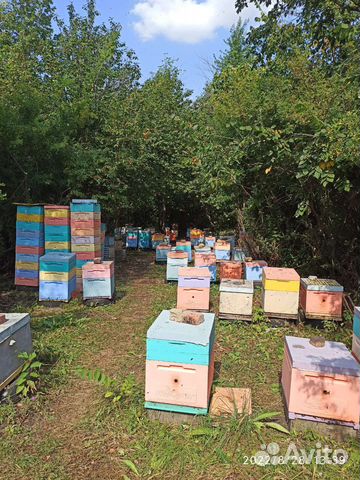 Пчелосемьи бакфаст добрые