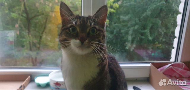 Лапочка-кот живет в подъезде месяц и мечтаето доме