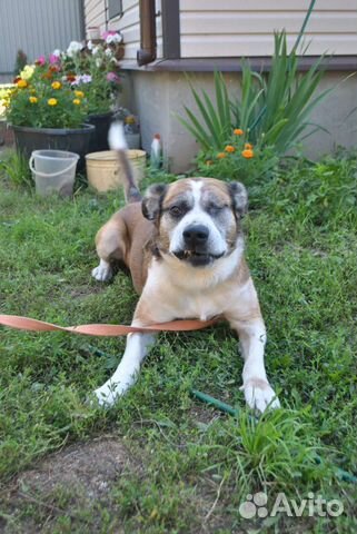 Собака в добрые руки