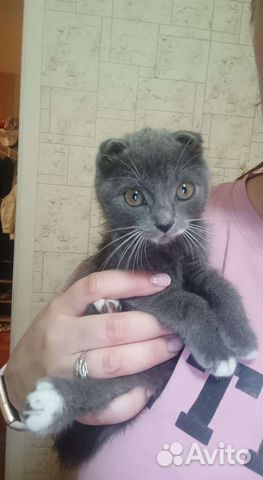 Кошка британка вислоухая