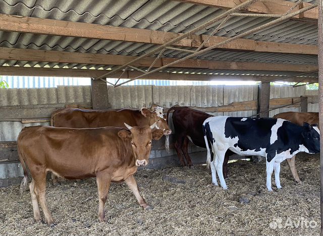 Продаются стельные телки