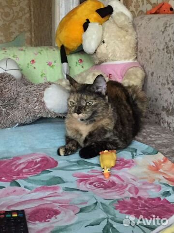 Кошка бесплатно SOS