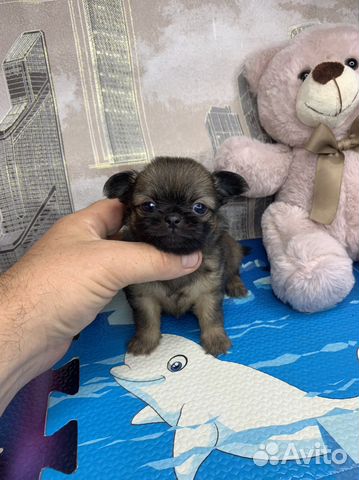 Микро микро мальчик чихуахуа