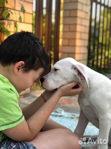 Аргентинский дог