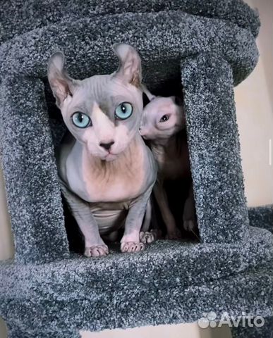 Кот сфинкс эльф на вязку