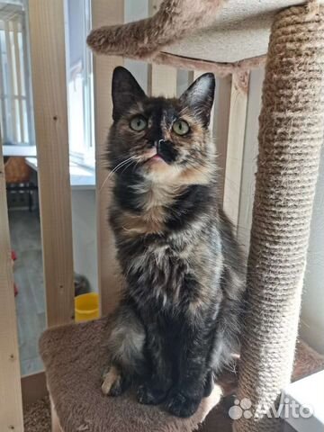 Кошки из приюта