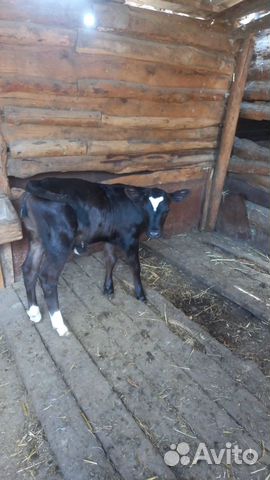 Две телочки