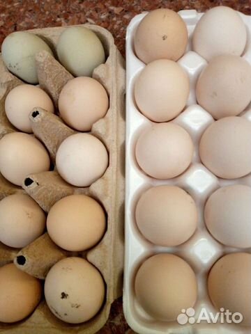 Яйца для инкубации