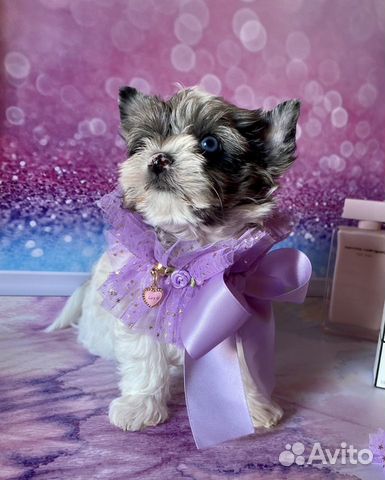 Цветные йорки, девочки и мальчики. VIP