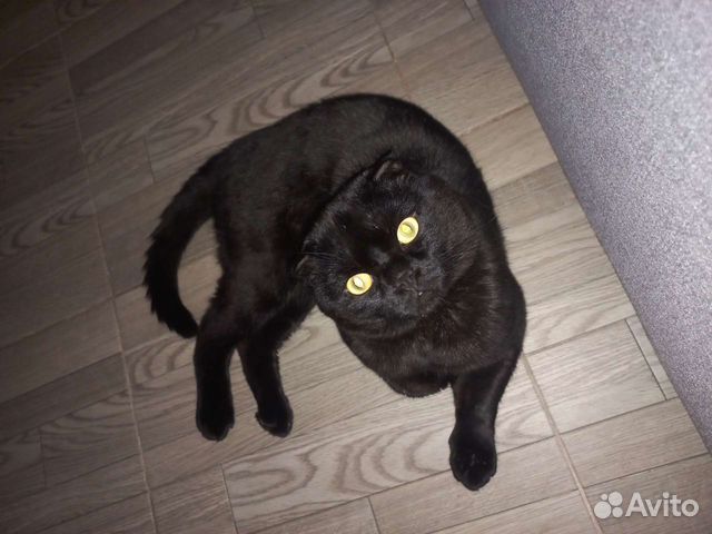 Котик на случку