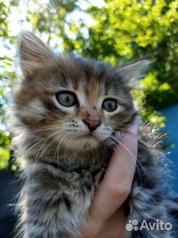 Красотуля в добрые руки