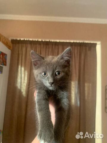 Отдам котенка в добрые руки