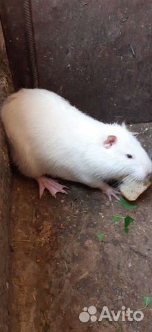 Нутрии на племя