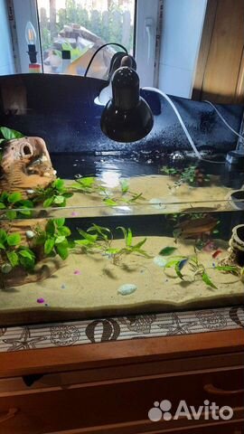 Готовый аквариум 50литров с тритоном и рыбами