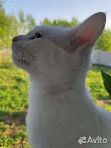 Шикарный кот